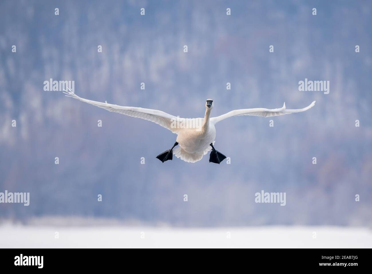 Gliding with large wingspan hi-res stock photography and images - Alamy