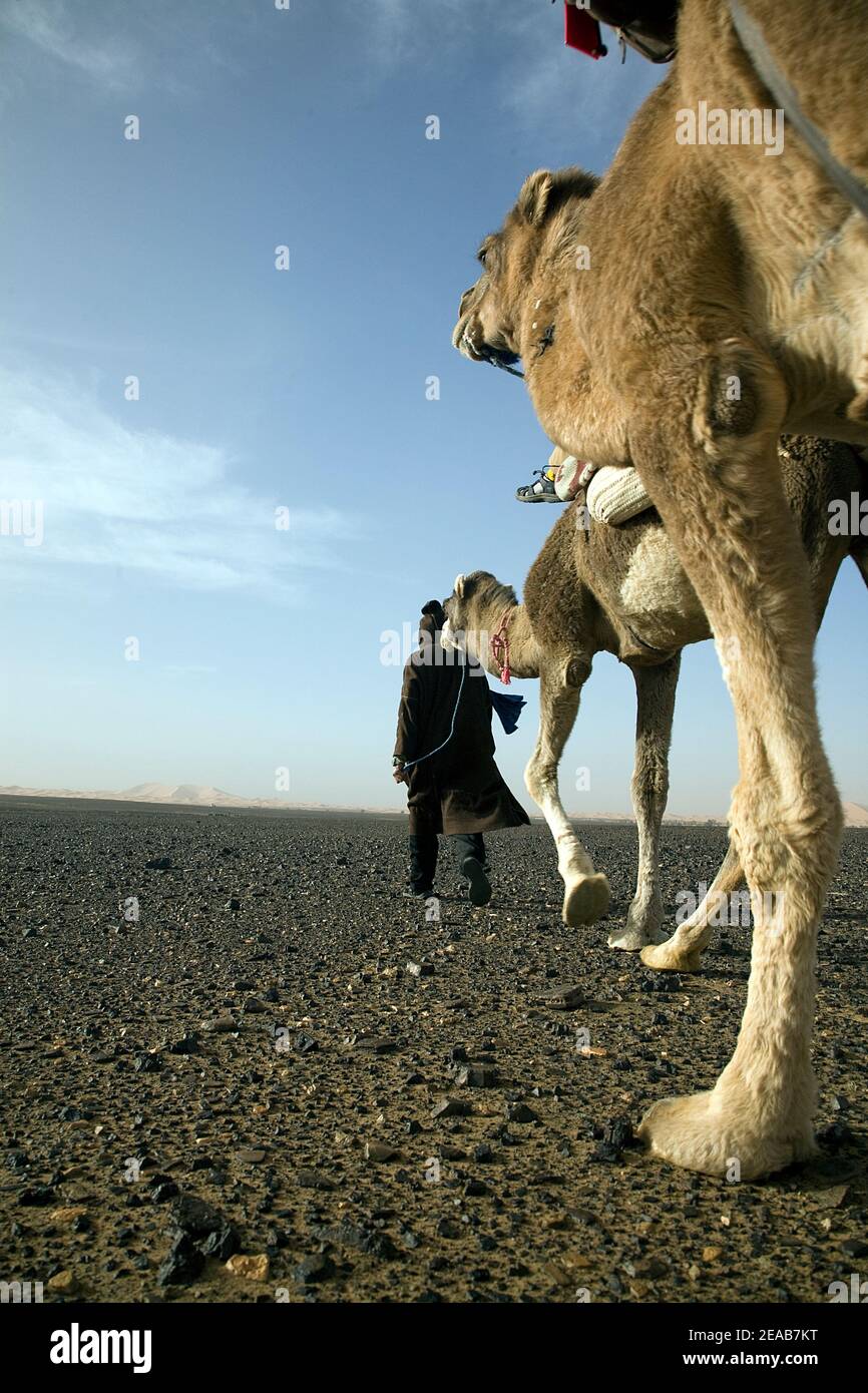 Camel Trekking in Morocco Stock Photo - Alamy