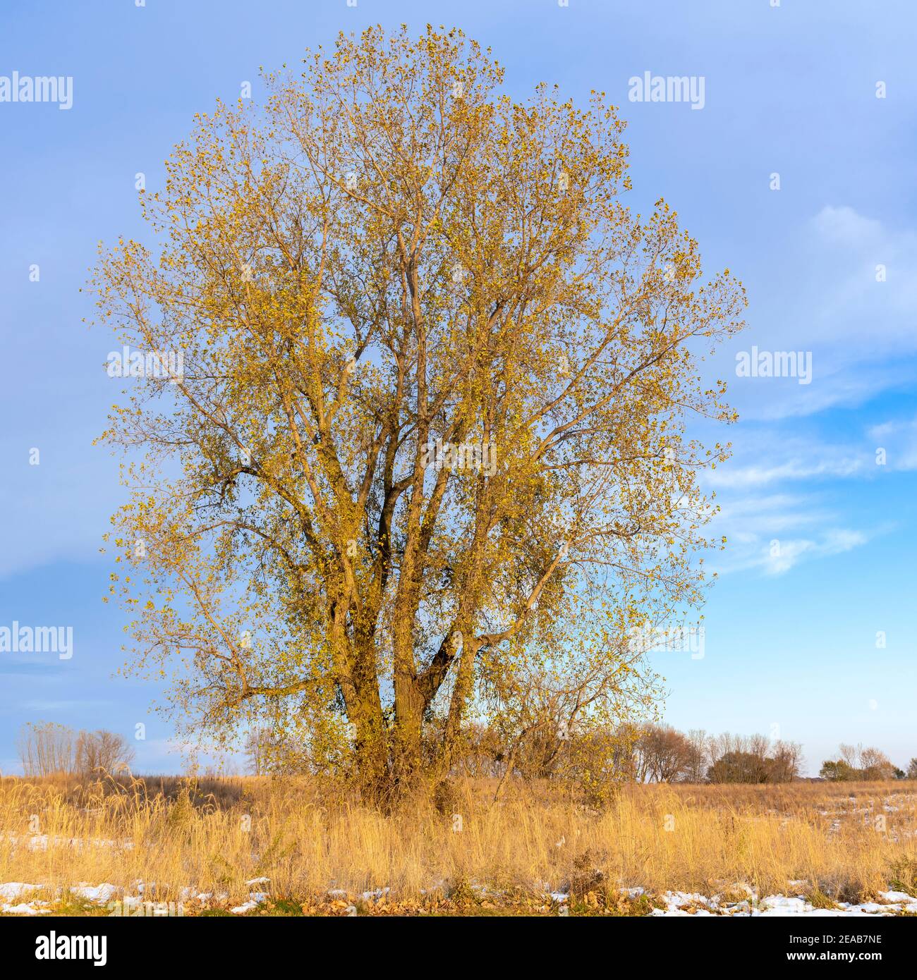 Eastern cottonwood (Populus deltoides) at sunset, Autumn, E USA, by ...