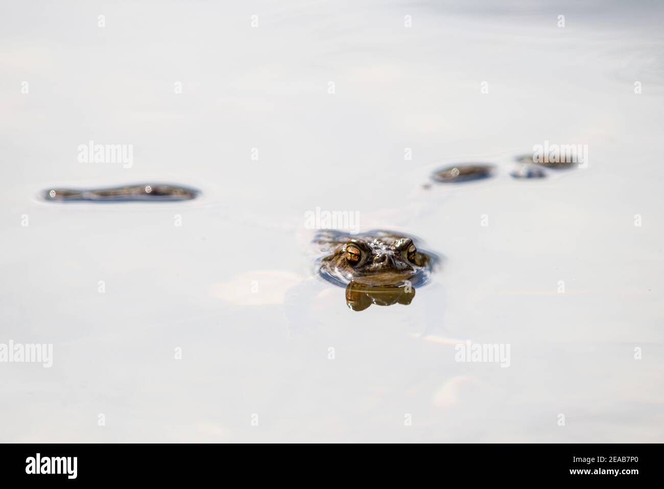 Common toad in the water Stock Photo - Alamy