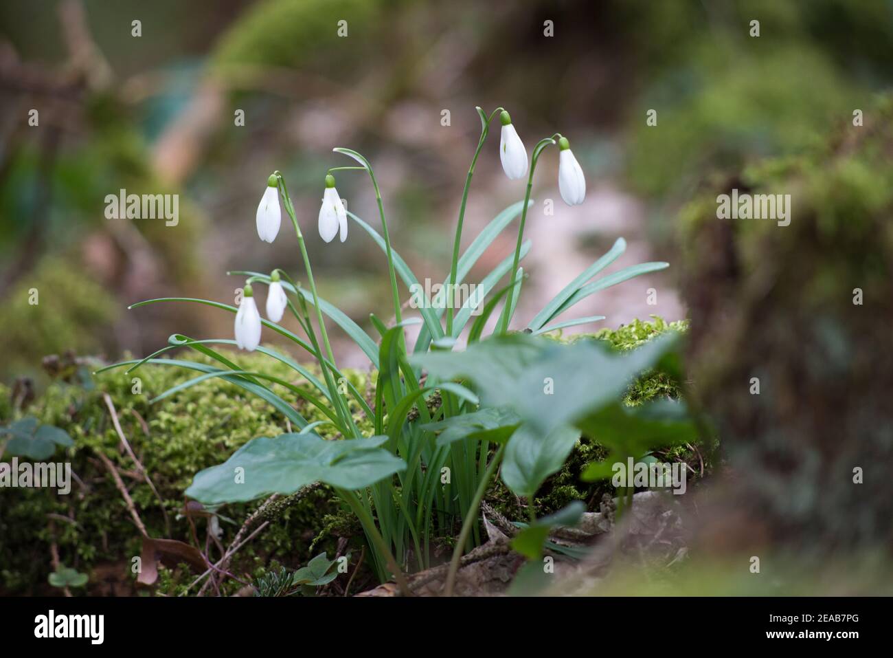 Spring snowdrops in forest hi-res stock photography and images - Alamy