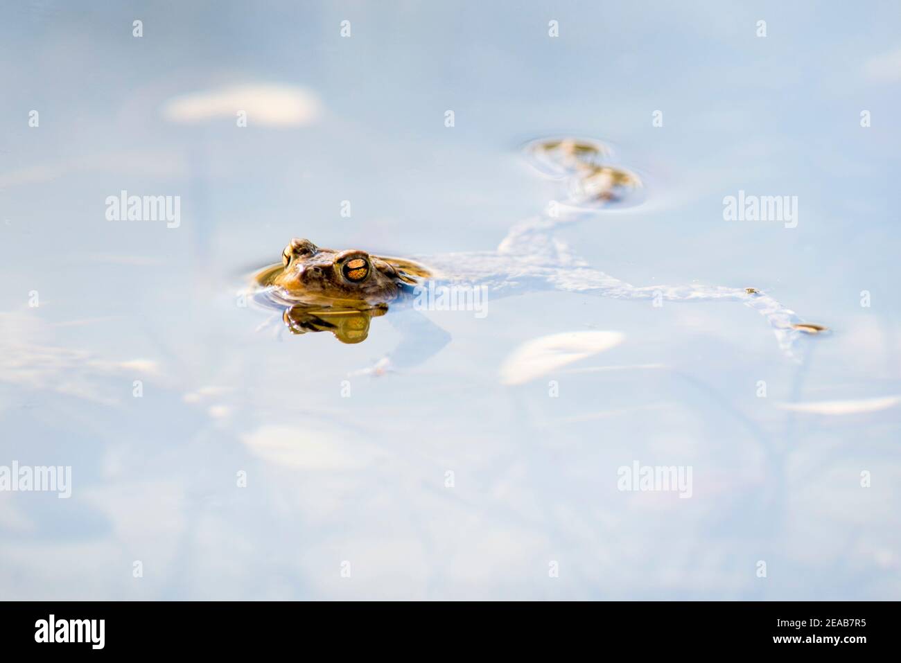 Common toad in the water Stock Photo - Alamy