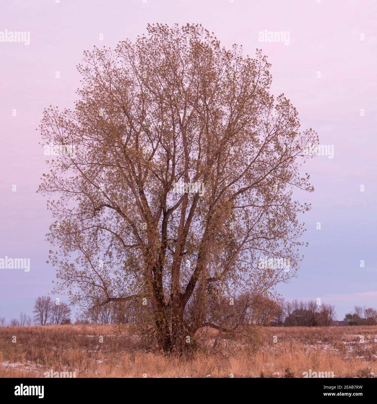 Eastern cottonwood (Populus deltoides) at sunset, Autumn, E USA, by ...