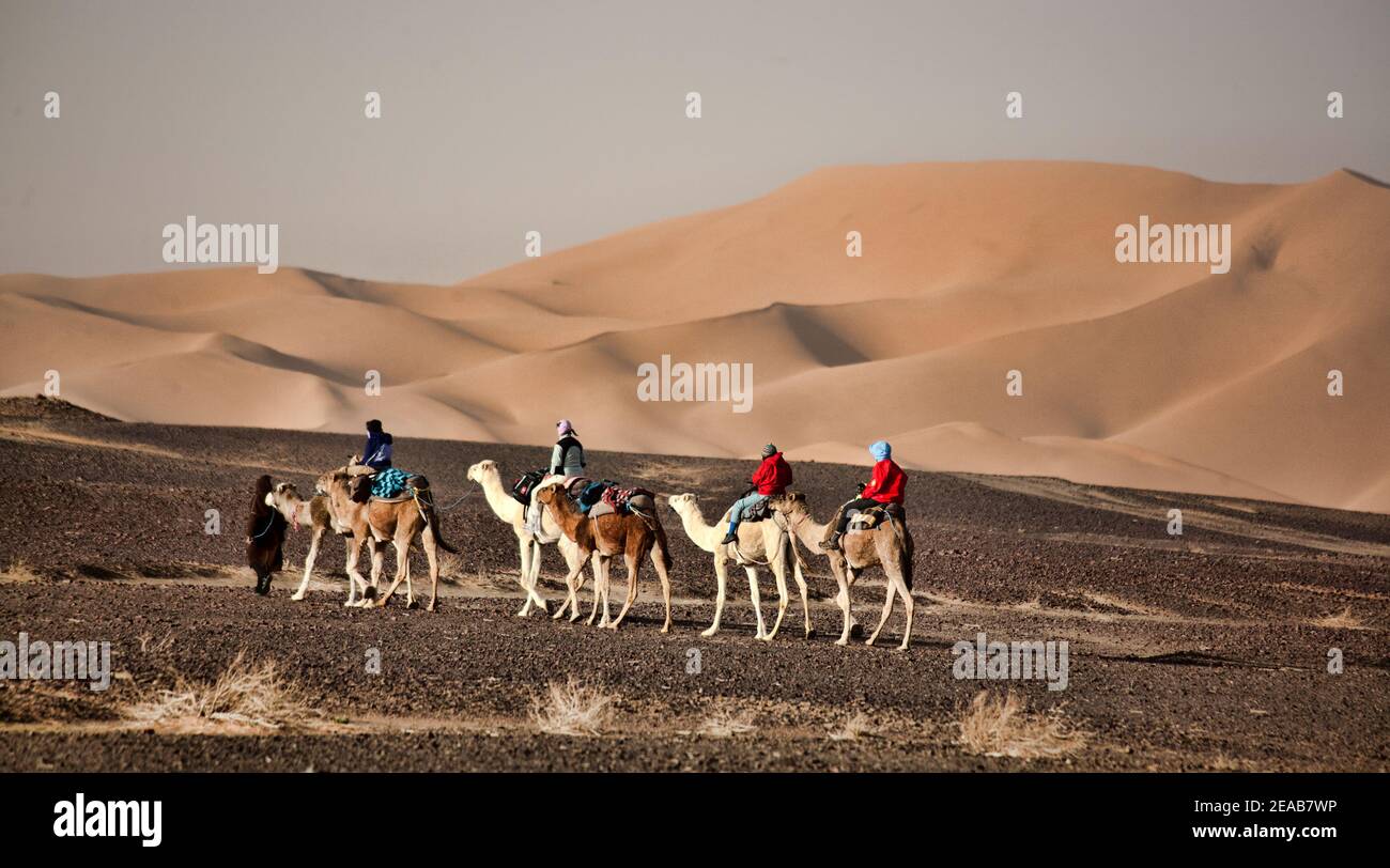 Camel Trekking in Morocco Stock Photo - Alamy