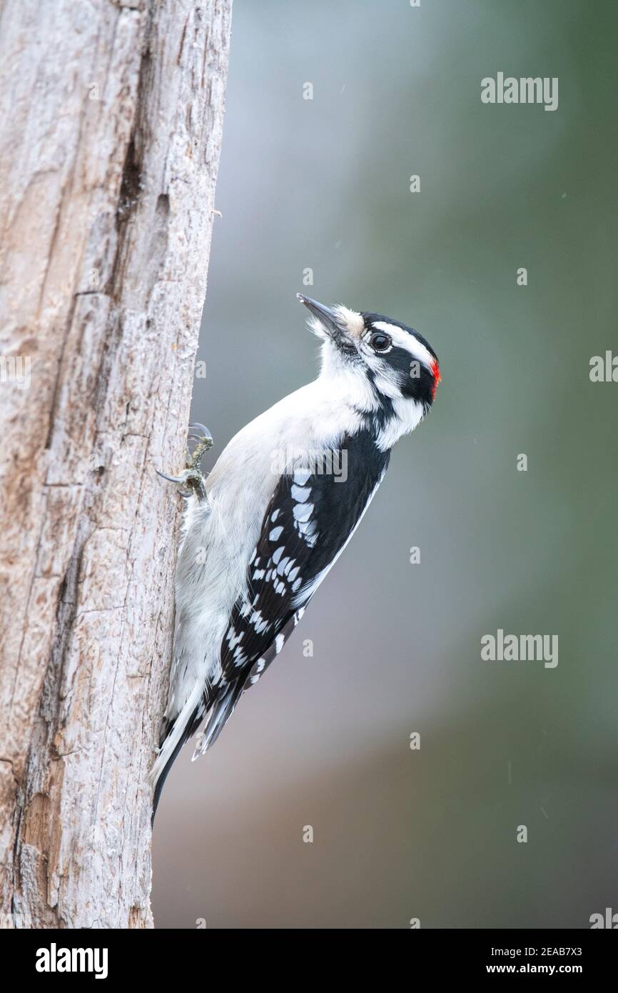 Woodpecker side view bird photo hi-res stock photography and images - Alamy