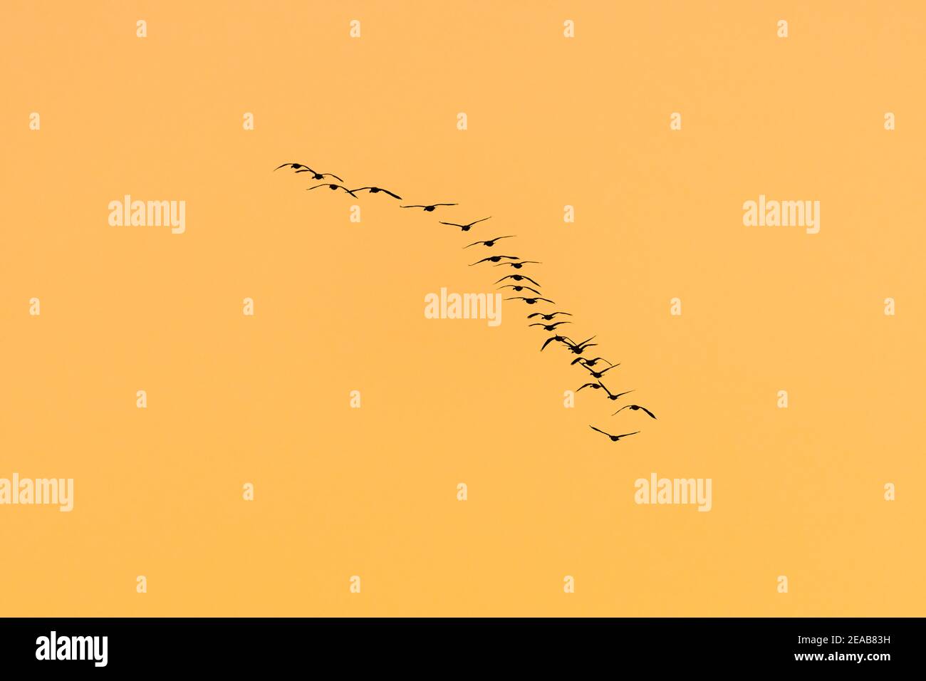 Canada geese flying in formation at sunset, (Branta canadensis ...