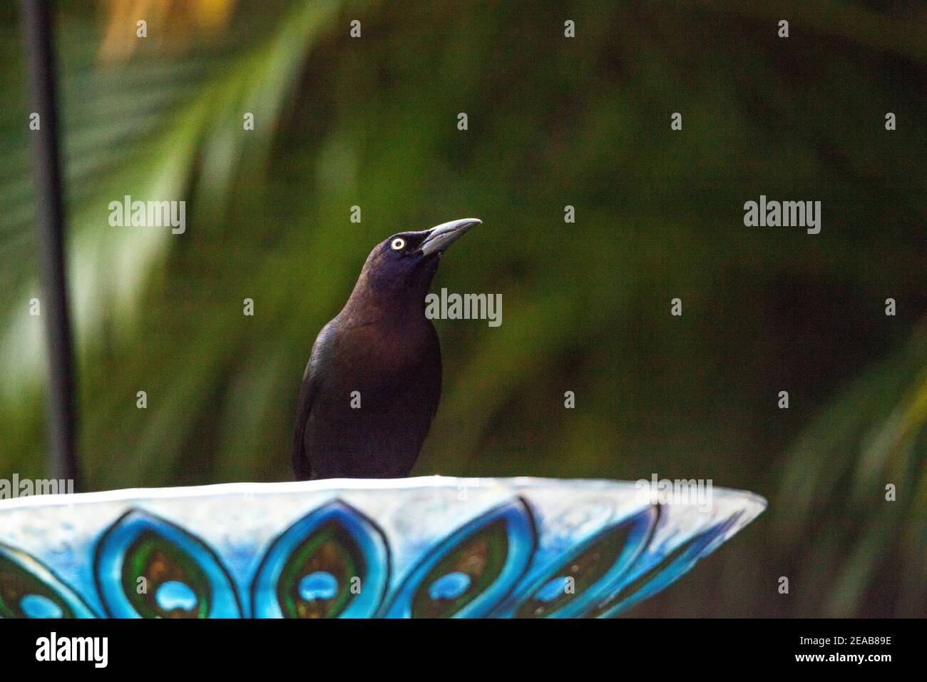 European starling or common starling Sturnus vulgaris perches on a ...