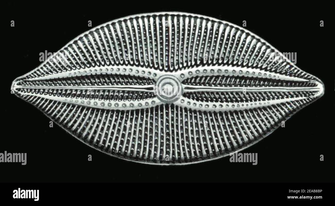 Navicula bullata - Haeckel Stock Photo - Alamy
