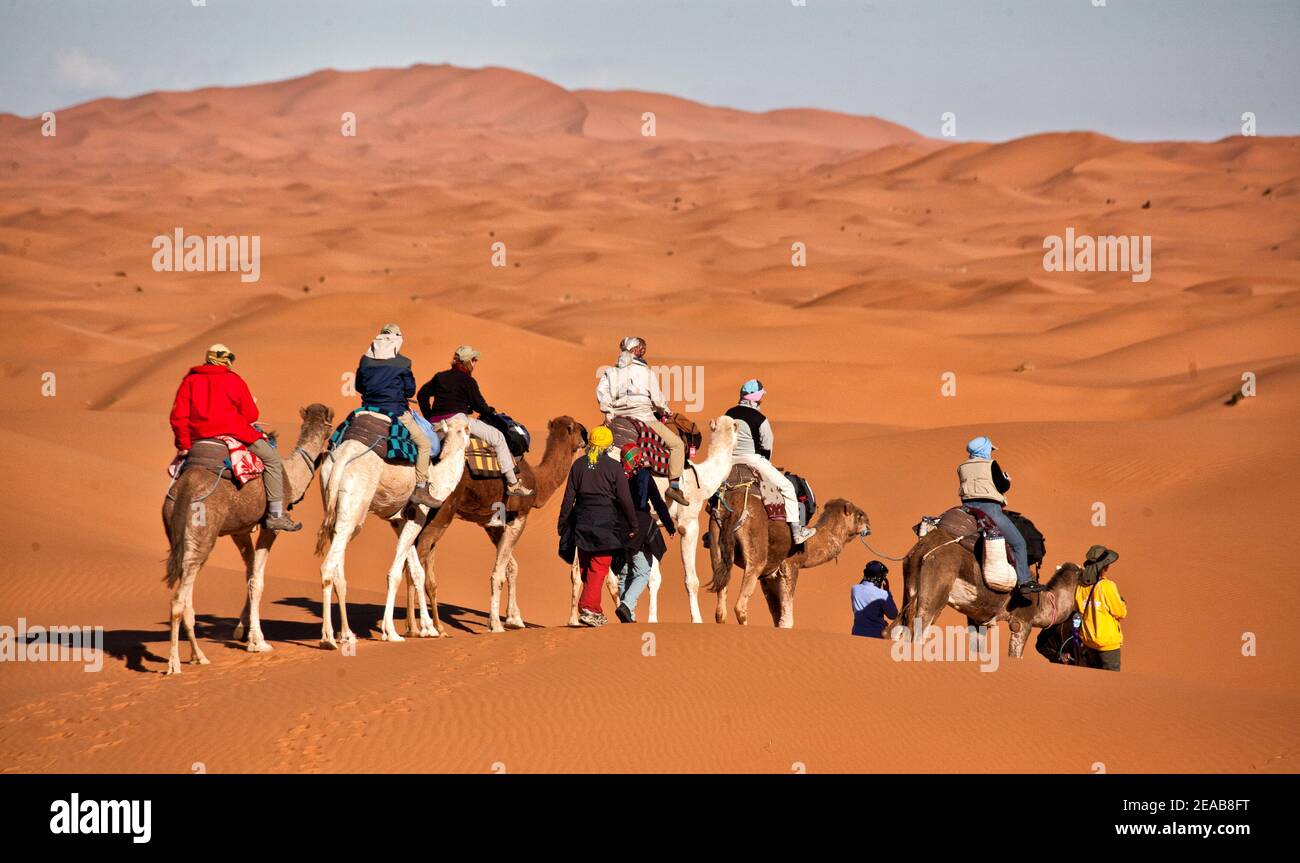 Camel Trekking in Morocco Stock Photo - Alamy