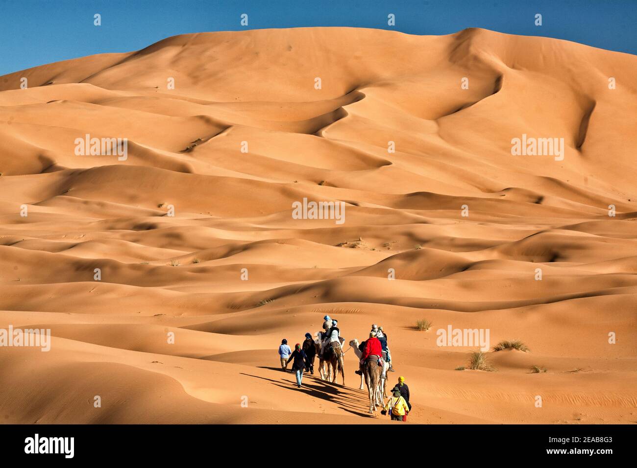 Desert bedouin camel wind hi-res stock photography and images - Alamy