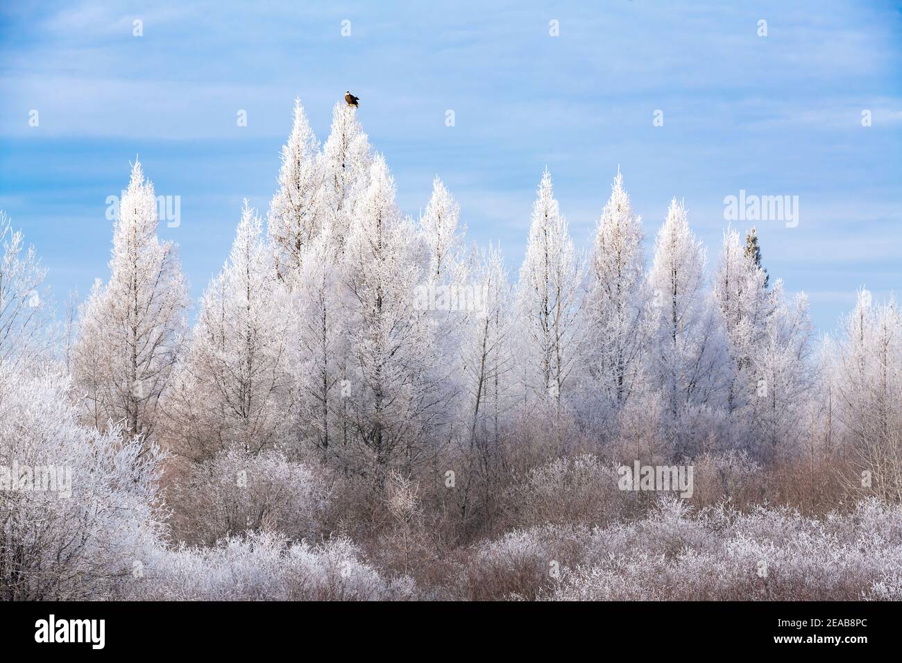 Tamarack Tree In Winter