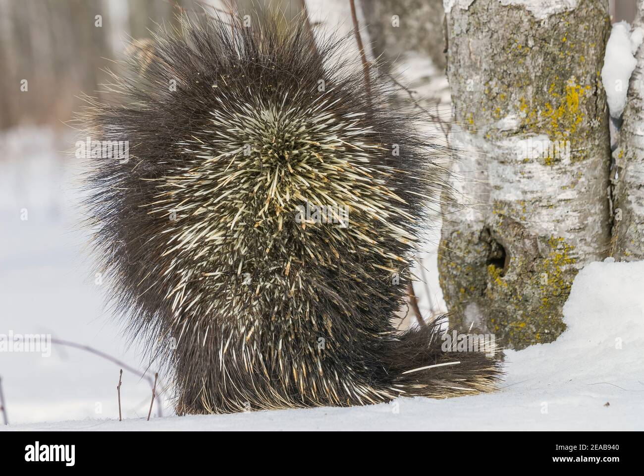 Porcupine (Erethizon dorsatum), White Birch forest (Betula papyrifera ...