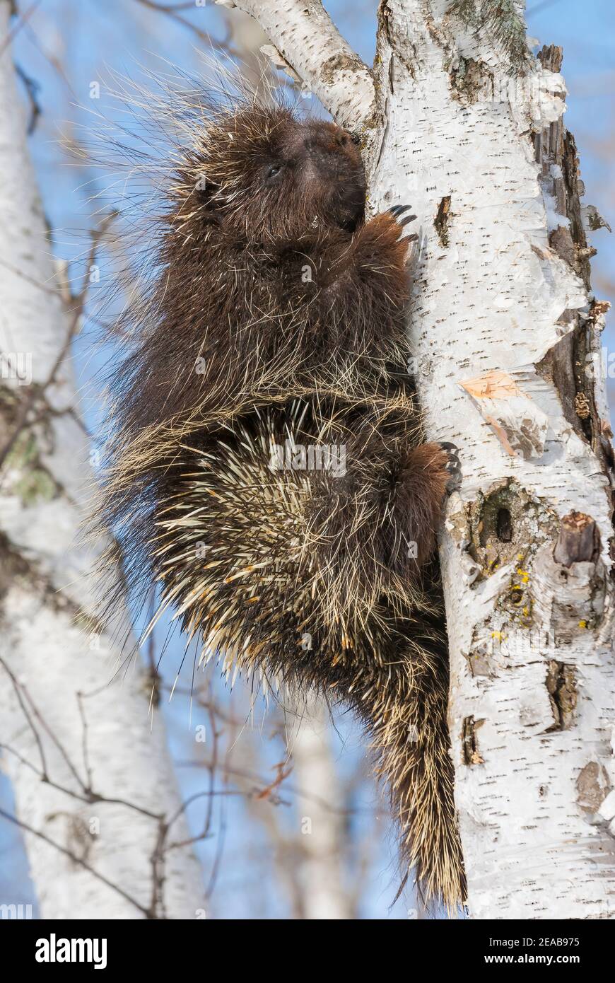 Porcupine (Erethizon dorsatum), White Birch forest (Betula papyrifera ...