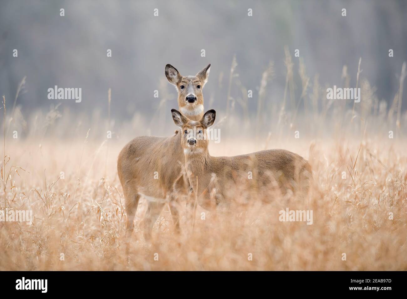 White-tailed Deer, doe and spring fawn (Odocoileus virginianus), Autumn ...