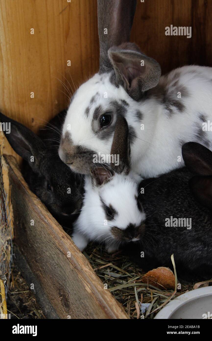 Rabbits stable hi-res stock photography and images - Alamy