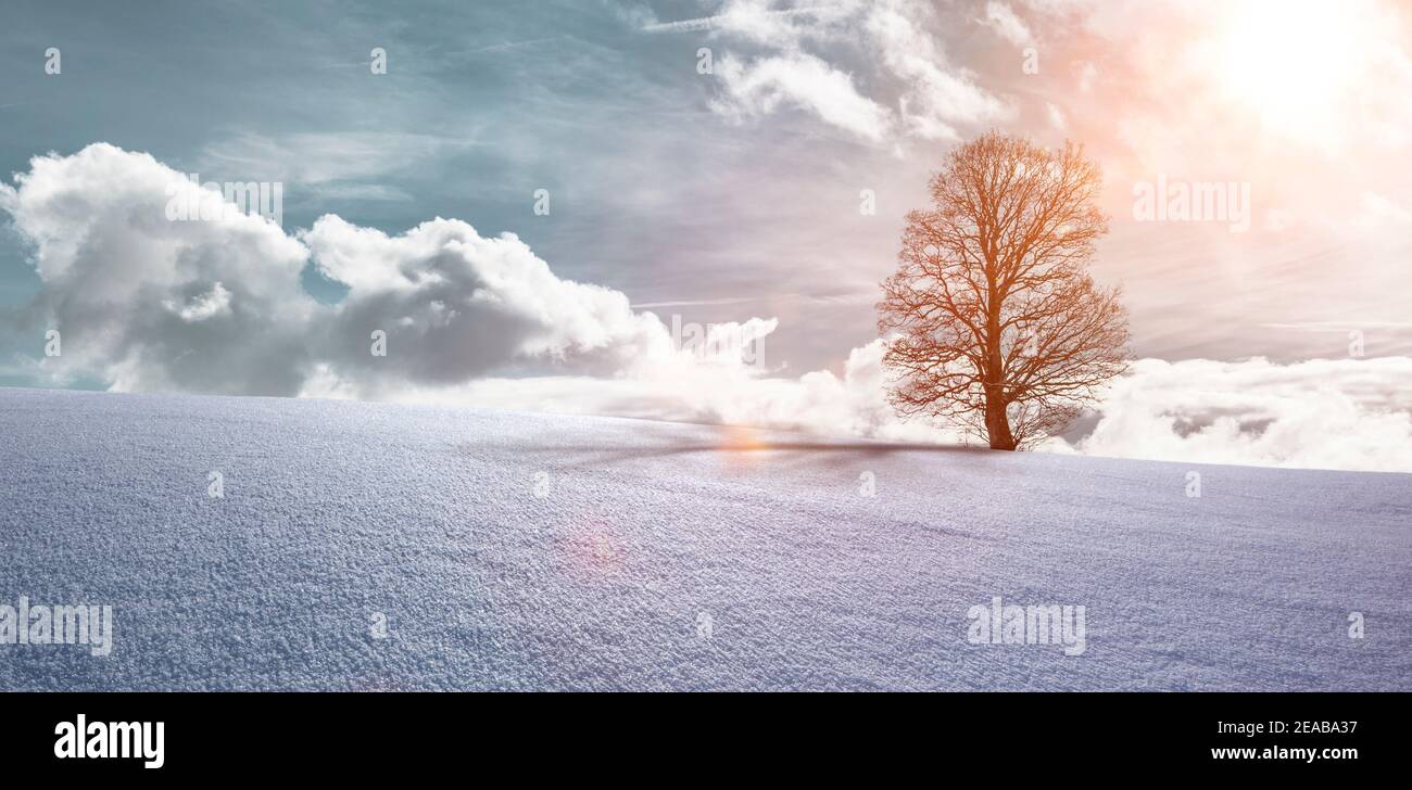 Winter landscape with tree and sunlight Stock Photo - Alamy