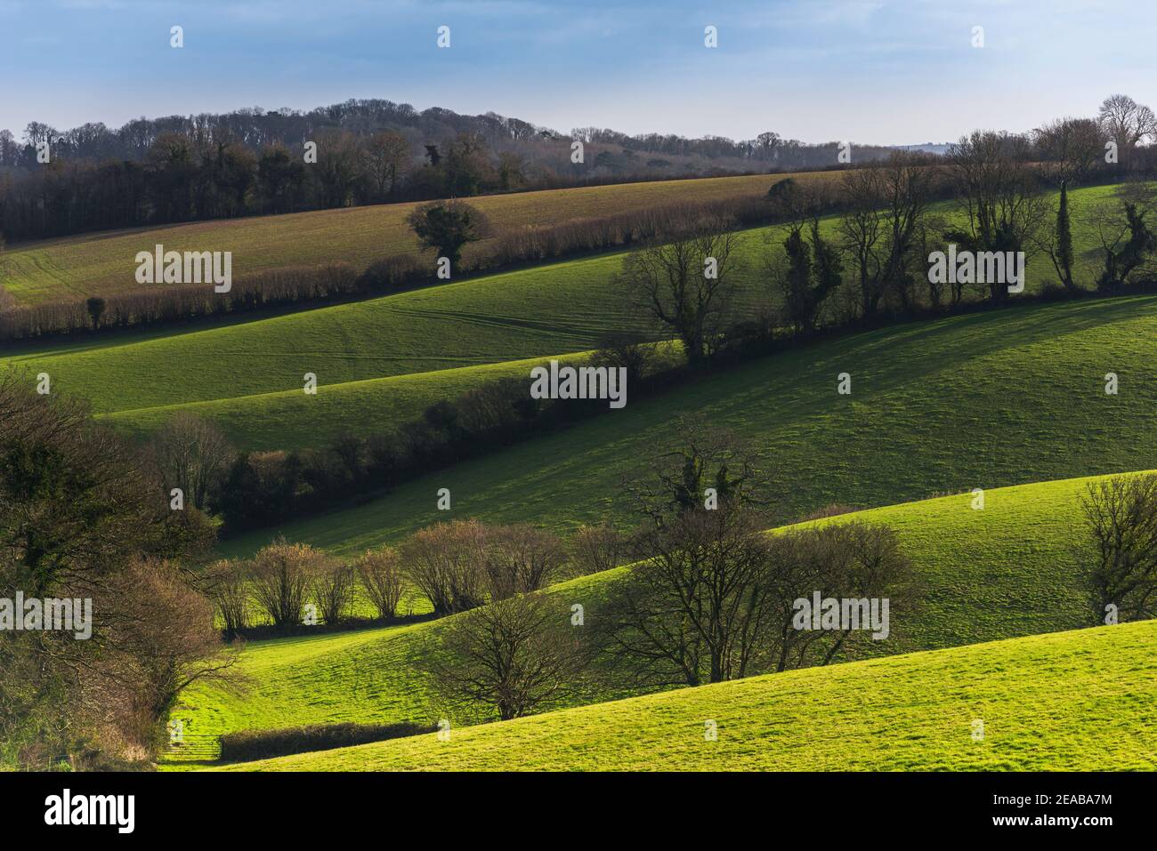 Fields and Meadows of Conqueror Wood, Torquay, Devon in England in ...
