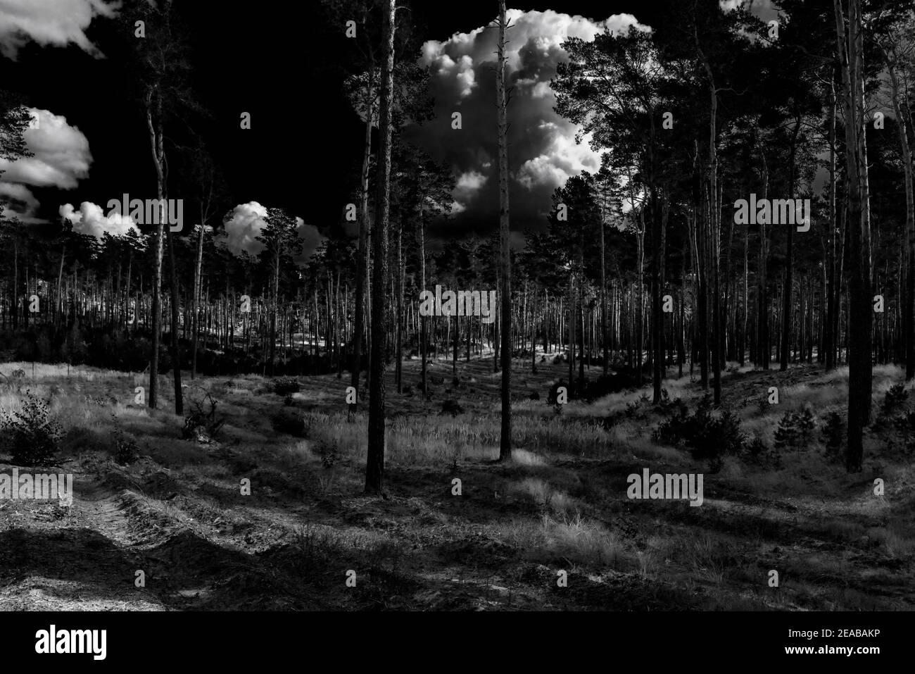 Pine forest in summer in Germany, large clearing without trees in the ...
