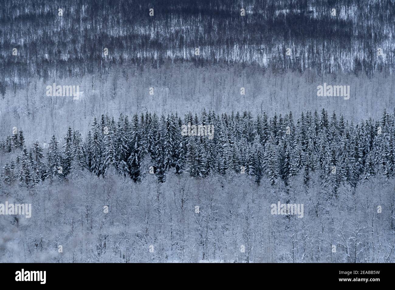 Layers of wood hi-res stock photography and images - Alamy