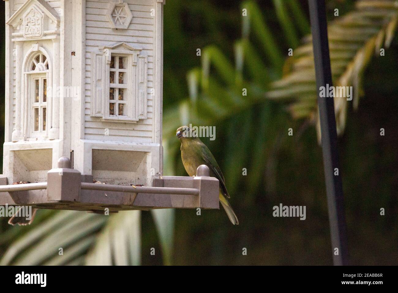 Female painted bunting Passerina ciris bird on a bird feeder in Naples ...