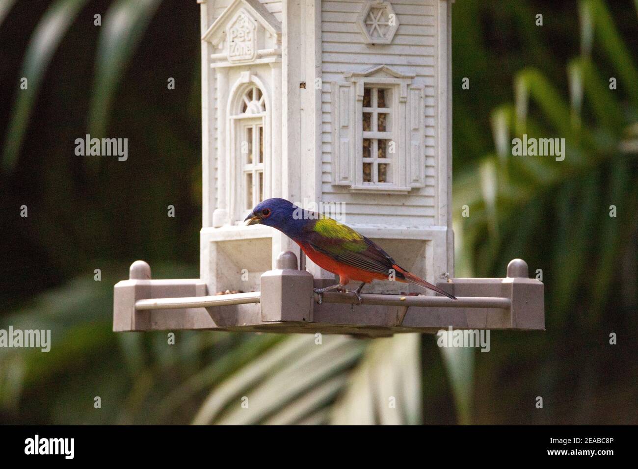 Male painted bunting Passerina ciris bird on a bird feeder in Naples ...