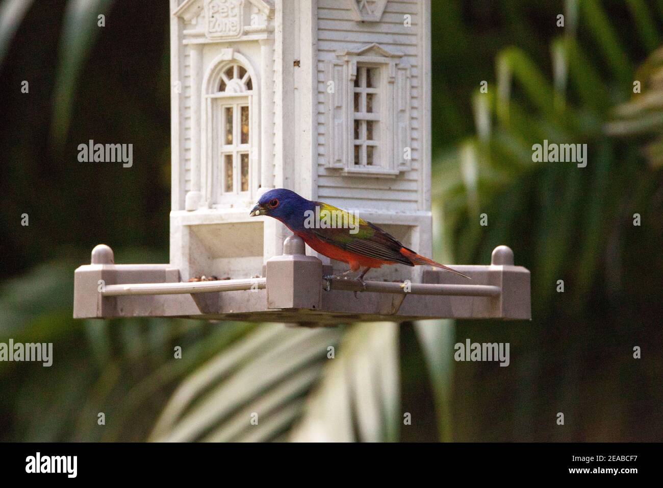 Painted bunting at a feeder hi-res stock photography and images - Alamy