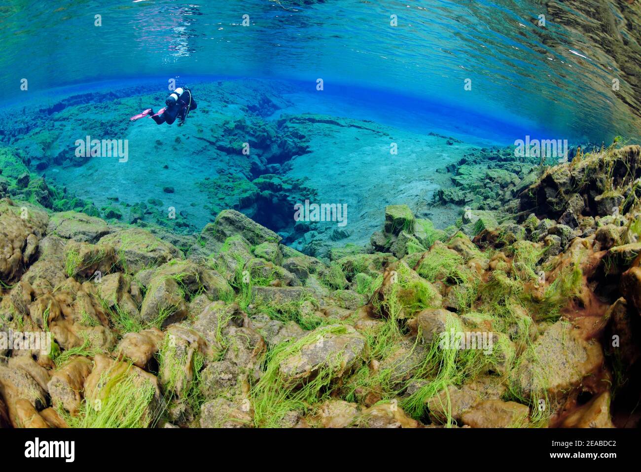 Silfra Fissure, diver in the continental fissure Silfra, diving between ...