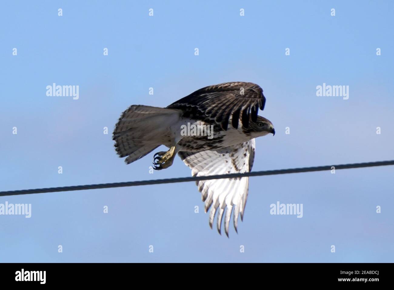 Red Tailed hawks on winter afternoon Stock Photo - Alamy