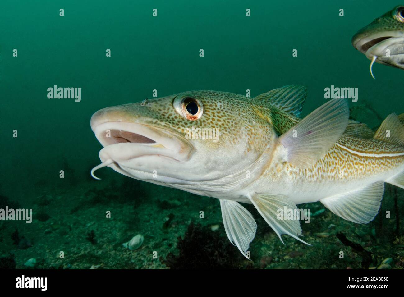 Cod or cod (Gadus morhua), small strytan, Akureyri, Eyjafjord, North ...
