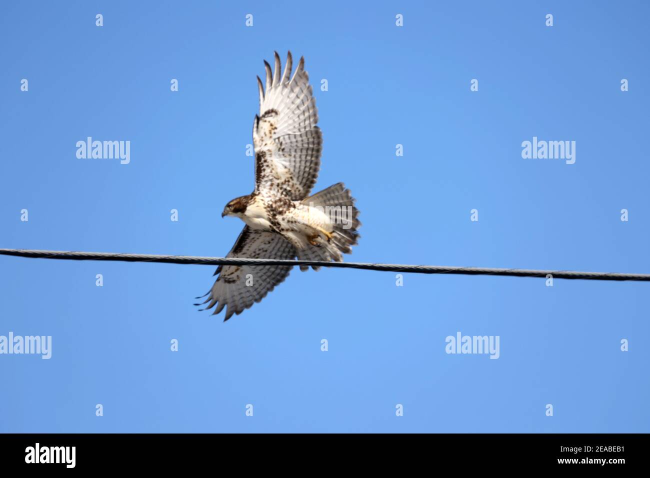 Red Tailed hawks on winter afternoon Stock Photo - Alamy