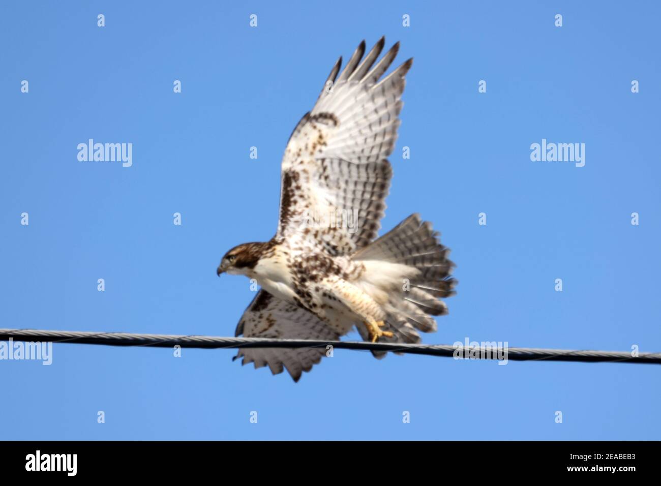 Red Tailed hawks on winter afternoon Stock Photo - Alamy