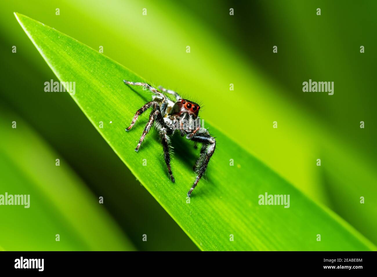 Close up jumping spider on green leaf Stock Photo - Alamy