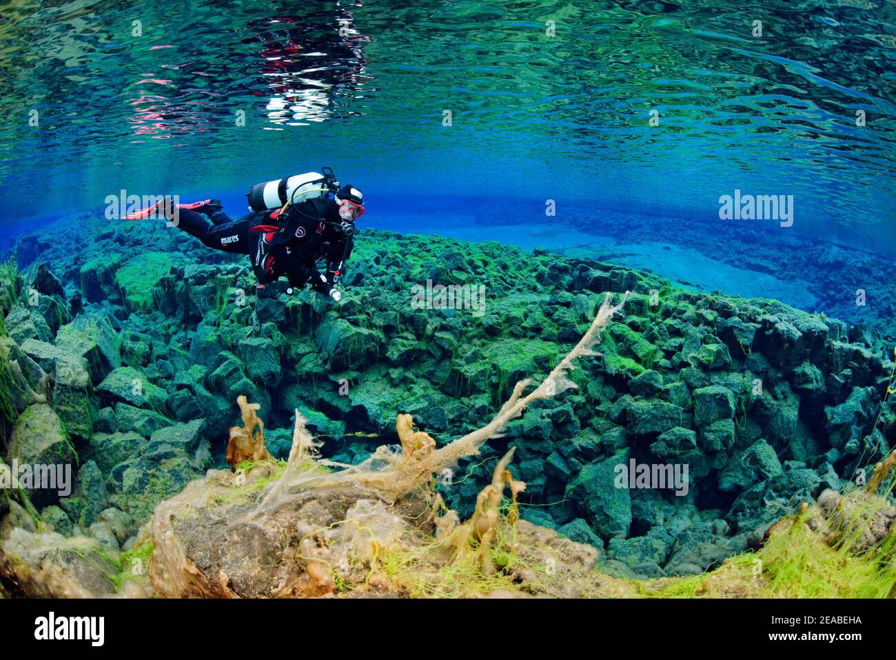 Silfra Fissure, diver in the continental fissure Silfra, diving between ...