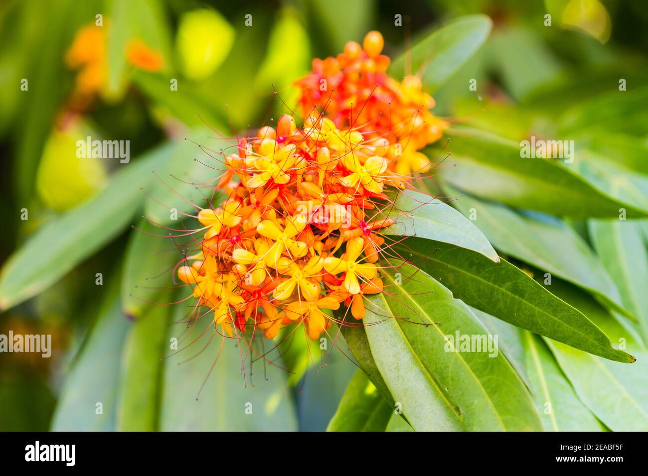 The colorful orange and yellow blooms of Saraca asoca (Saraca indica ...