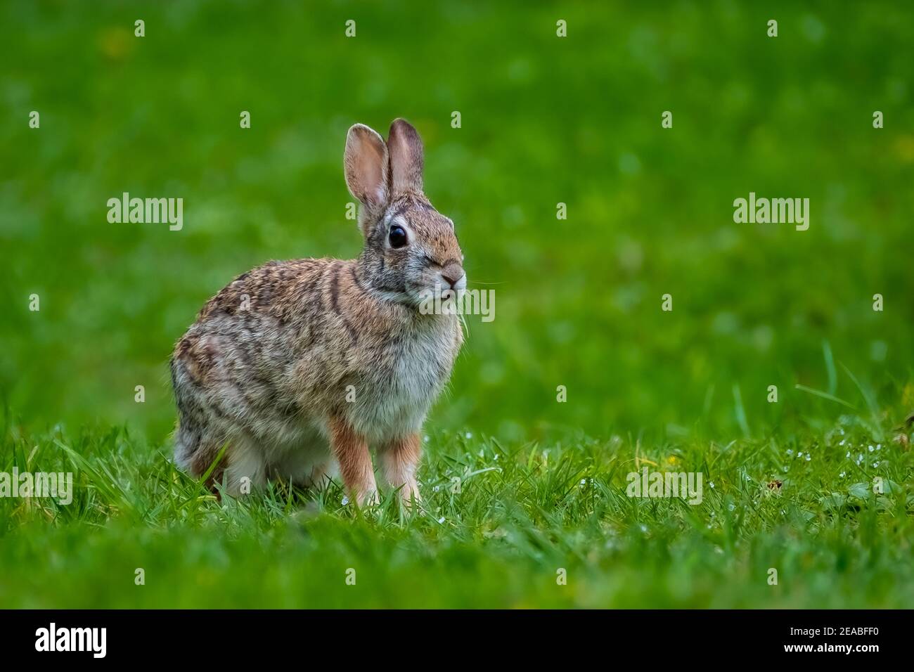 Cottontail rabbit hi-res stock photography and images - Alamy