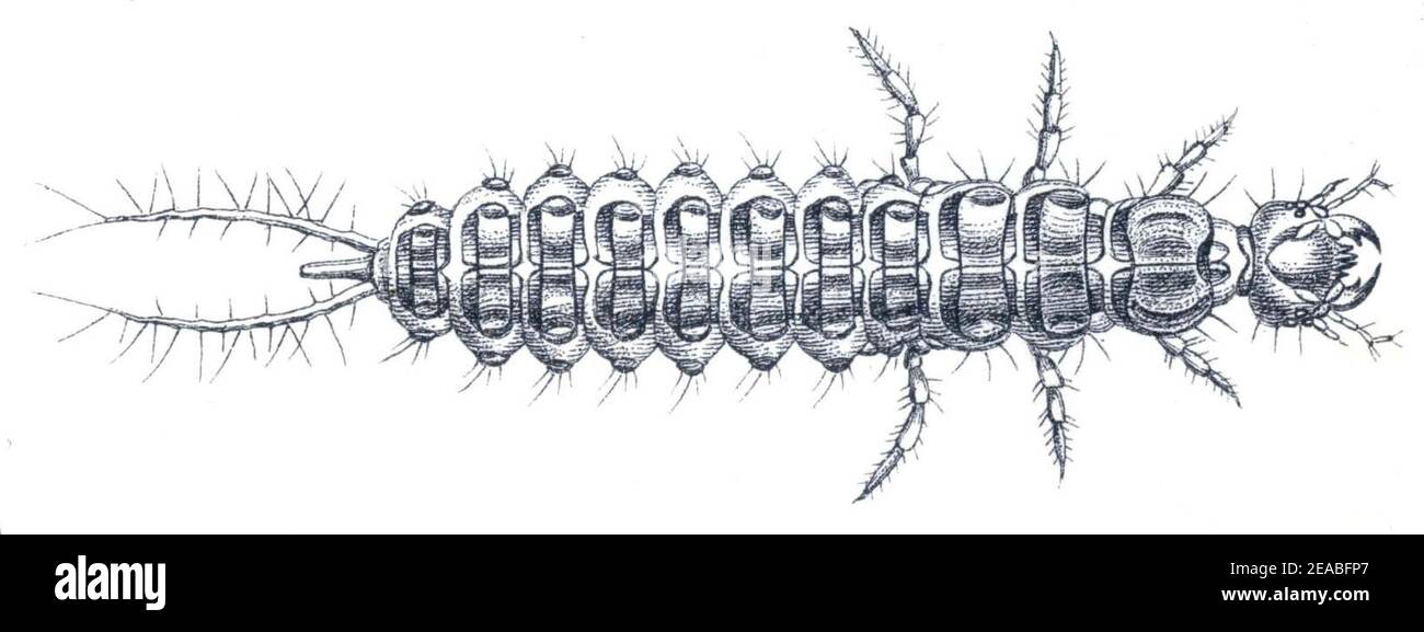 Lerva hi-res stock photography and images - Alamy