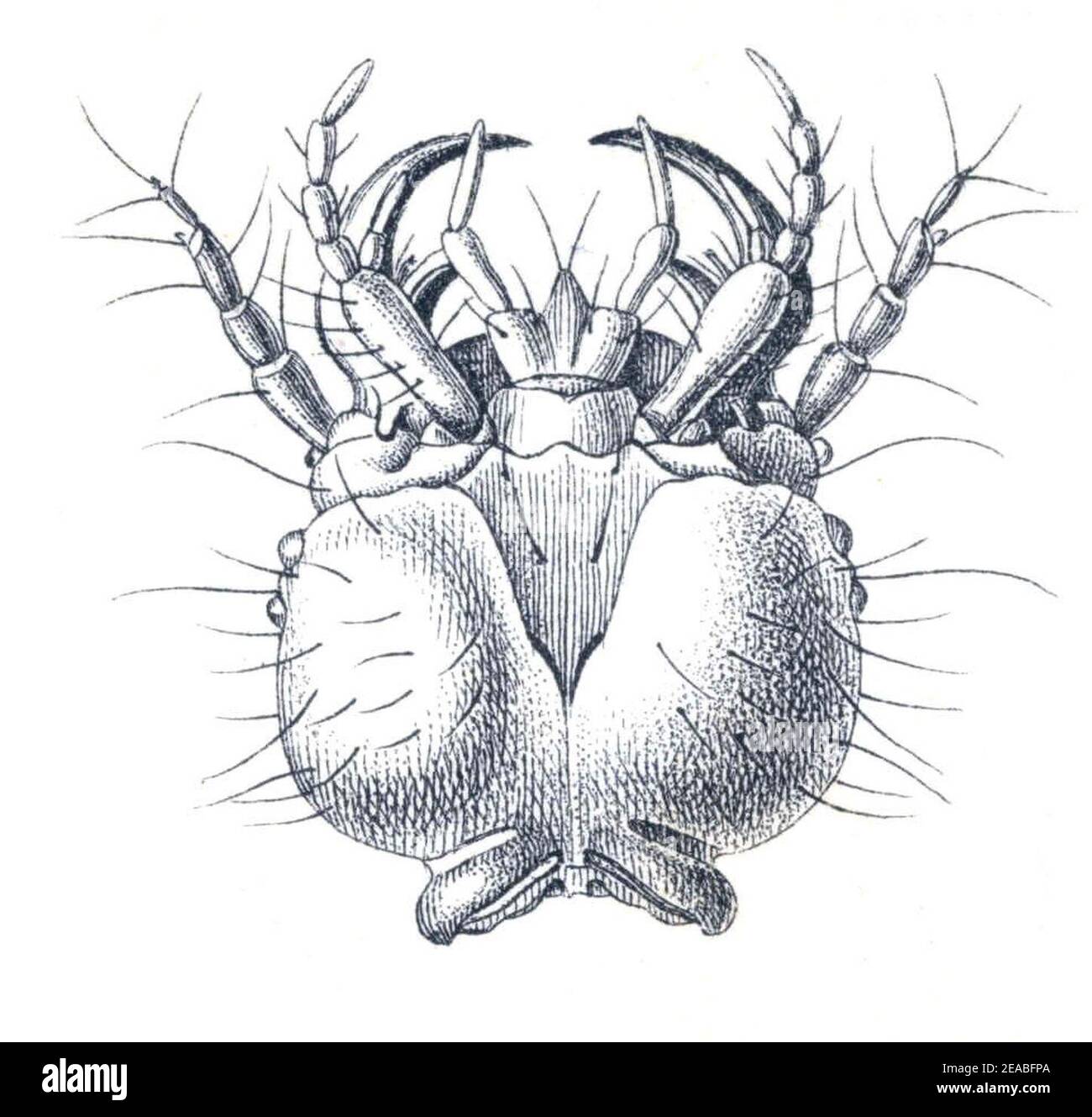 Nebria brevicollis lervos galva Stock Photo - Alamy