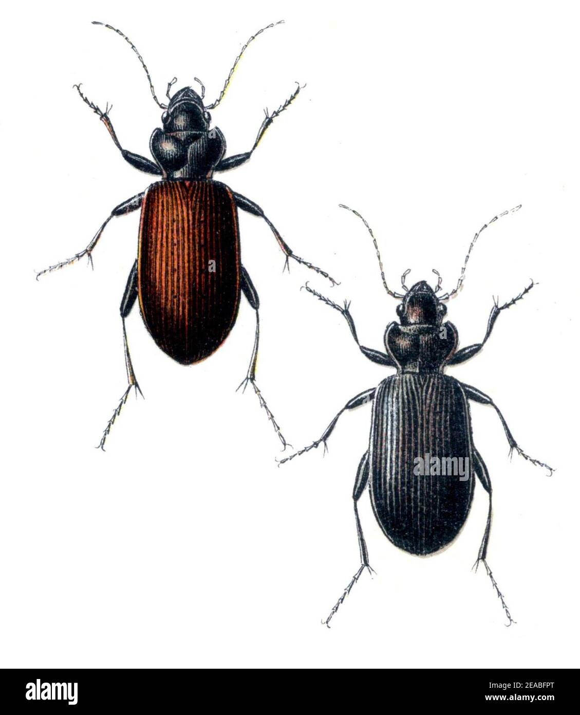 Nebria rufescens hi-res stock photography and images - Alamy