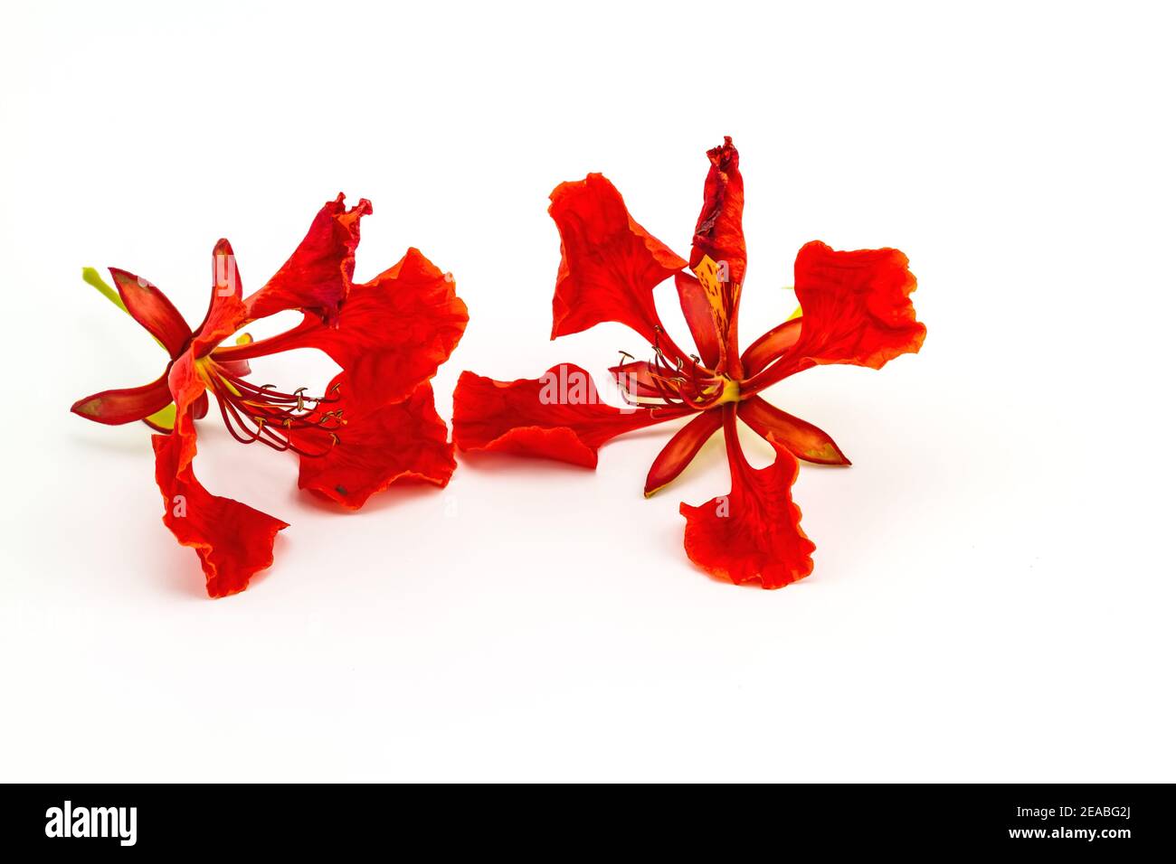 Colorful of Peacock's Crest leaves flowers or Caesalpinia pulcherrima ...