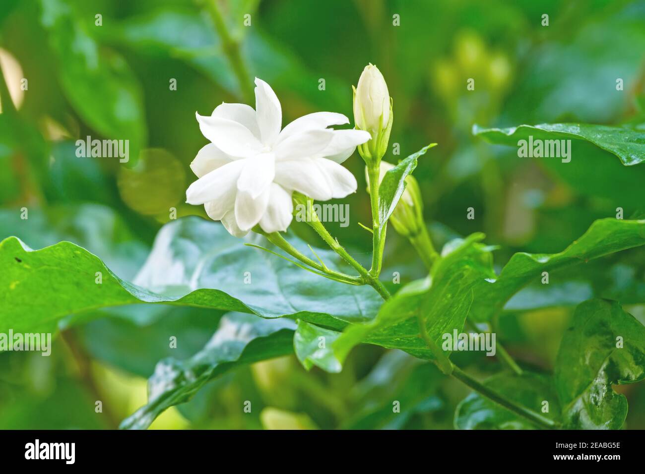 Close up white Jasmine flower Stock Photo - Alamy