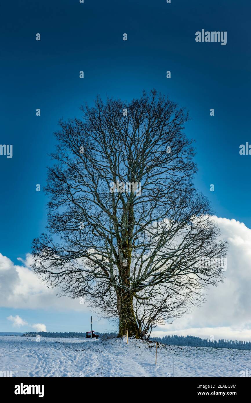 Tall tree winter hi-res stock photography and images - Alamy