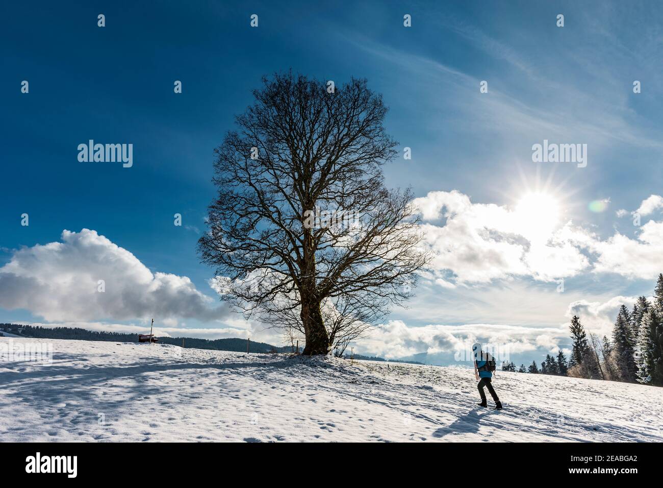 Woman up in a tree hi-res stock photography and images - Alamy
