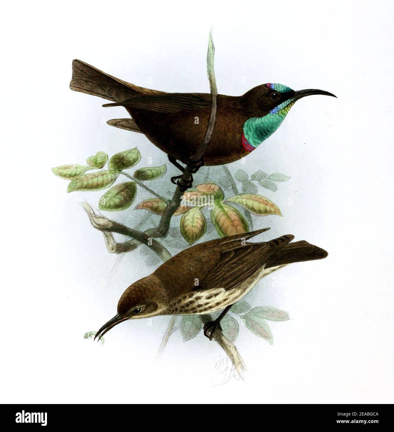 Nectarinia angolensis hi-res stock photography and images - Alamy