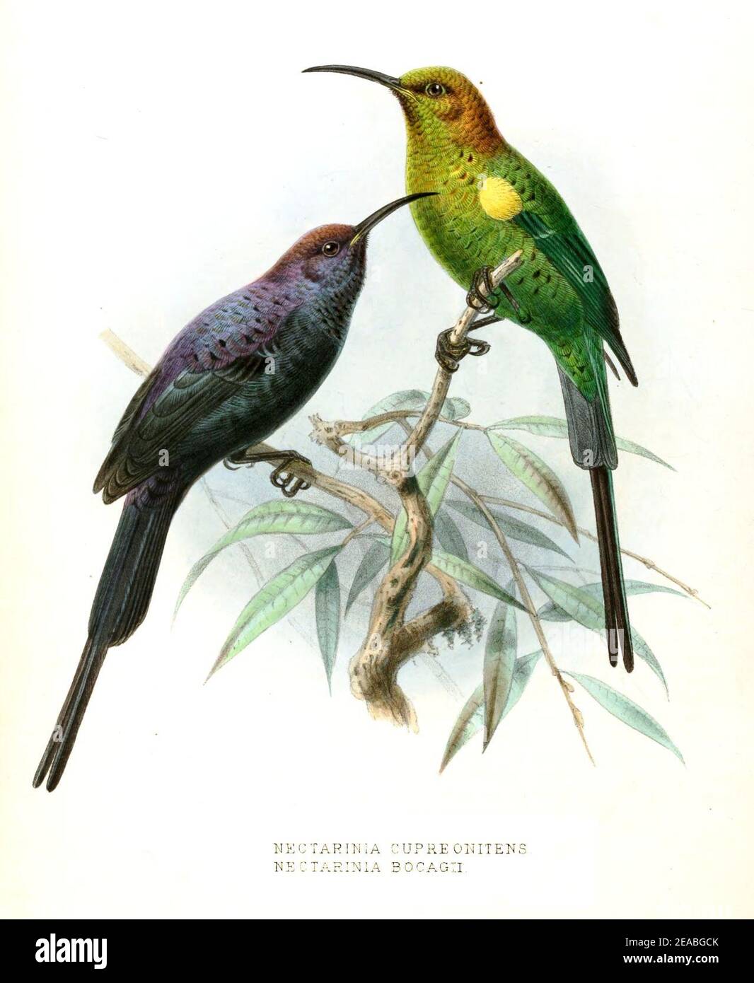 Nectarinia famosa cupreonitens Keulemans Stock Photo - Alamy