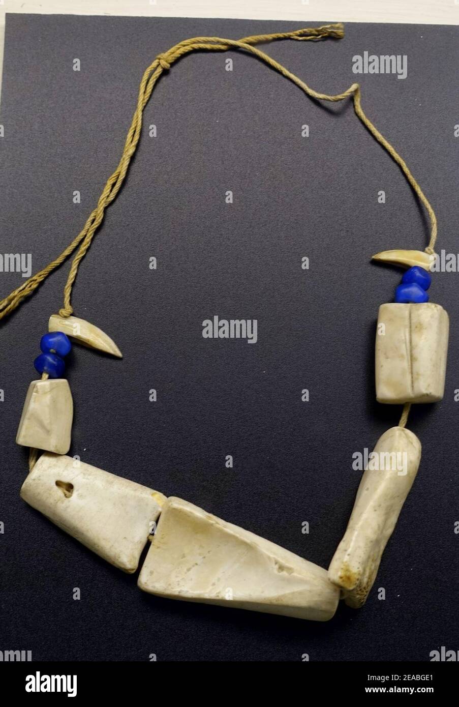 Manatee bone hi-res stock photography and images - Alamy