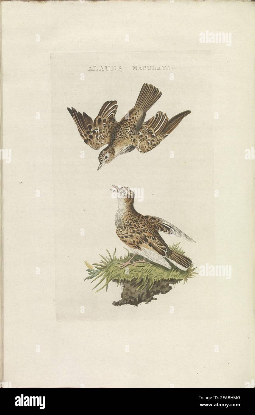 Nederlandsche vogelen (KB) - Alauda arvensis (380b Stock Photo - Alamy