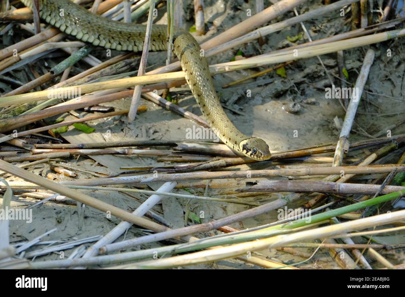 Grass snake, natrix natrix Stock Photo - Alamy Grass snake, natrix natrix Stock Photo - Alamy