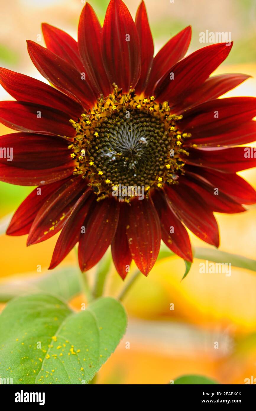 Sunflower, Red Sunflower, Helianthus annuus Stock Photo - Alamy