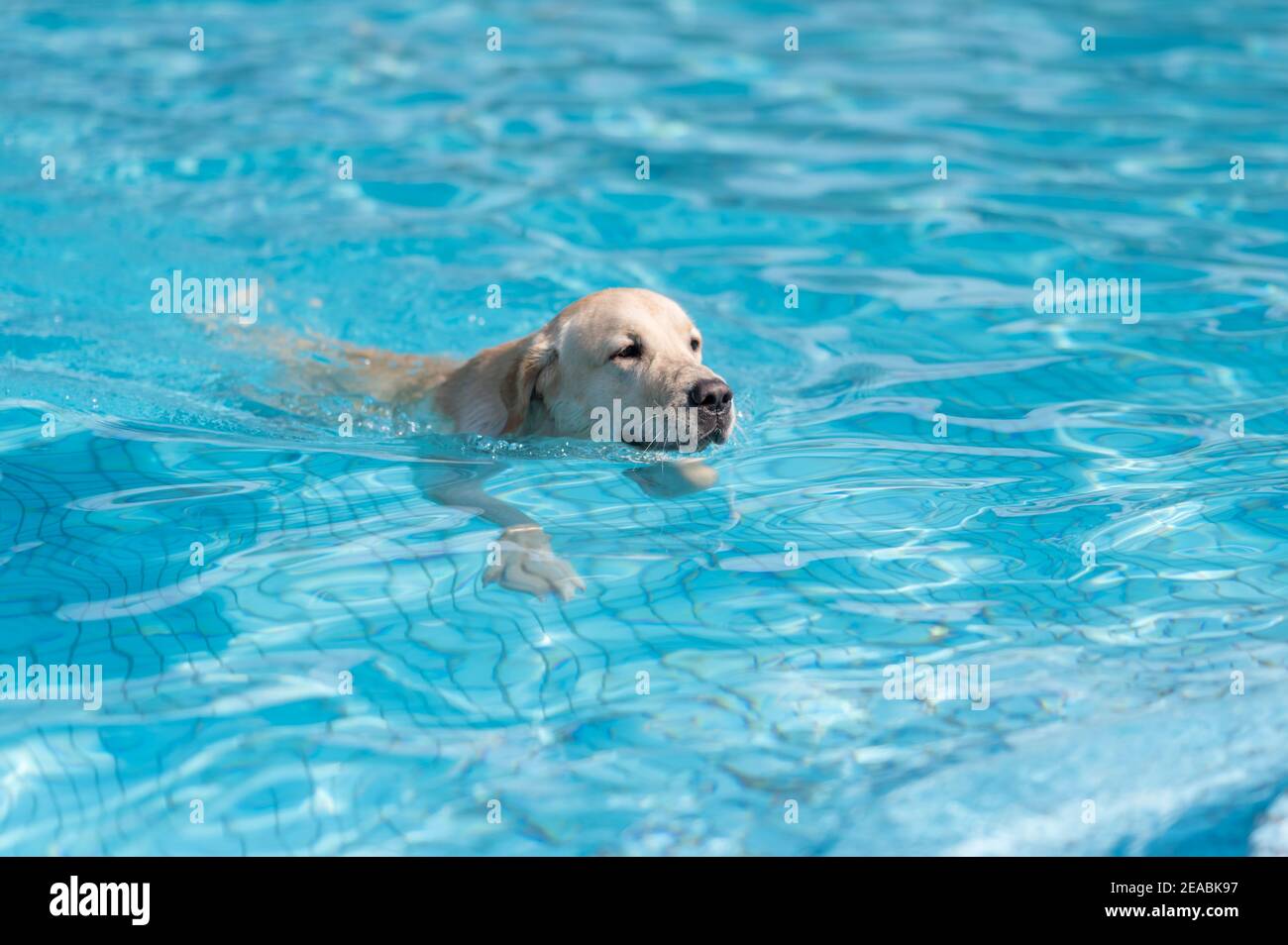 Labrador retriever swimming in the pool Stock Photo - Alamy