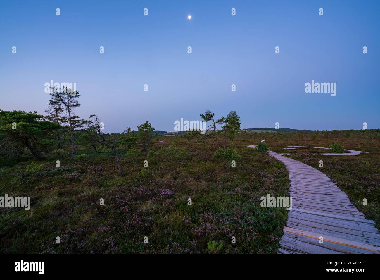 The nature reserve "Schwarzes Moor" in the morning light, Rhoen ...